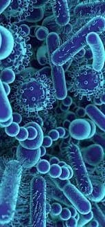 Biological Pollutants in the Home - Dunn Inspection Services