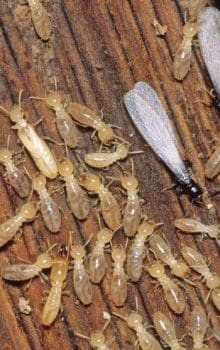 Five things to know about Spring & Termites - Dunn Inspection Services